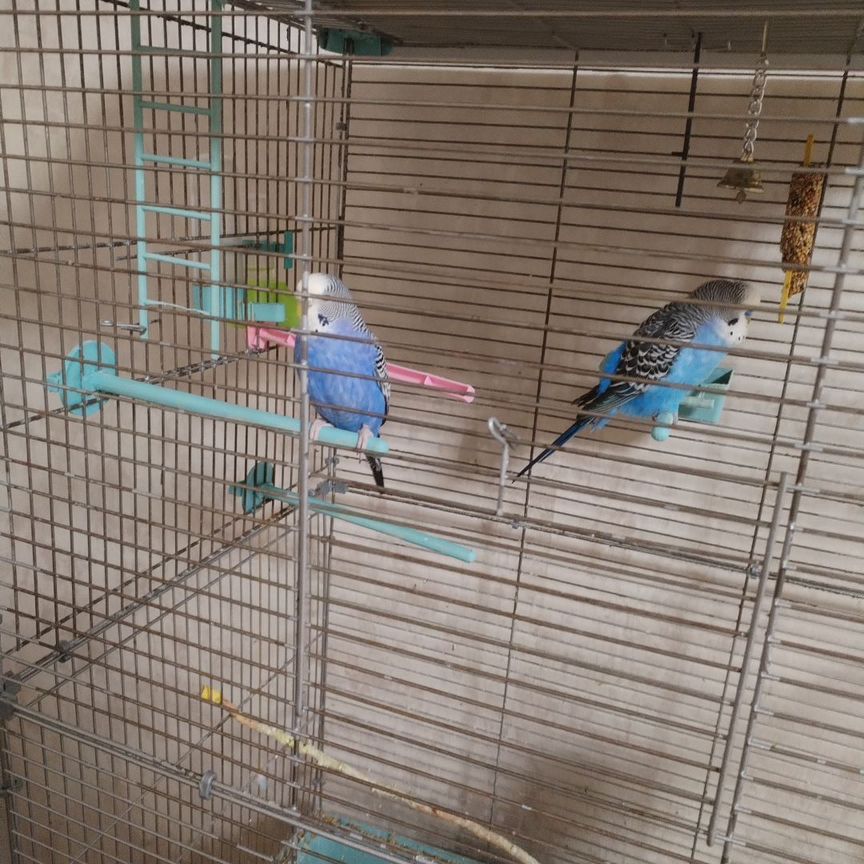 Волнистый попугай