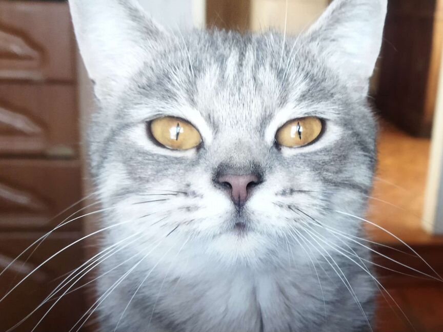 Кошки в добрые руки бесплатно
