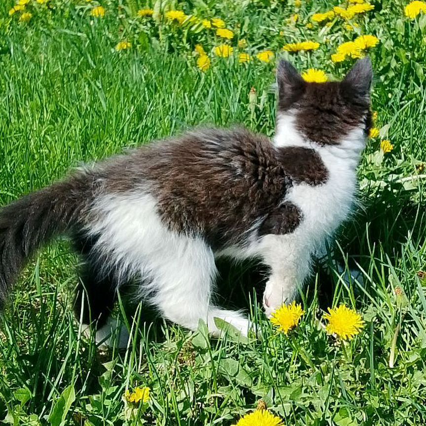 Персидский котёнок