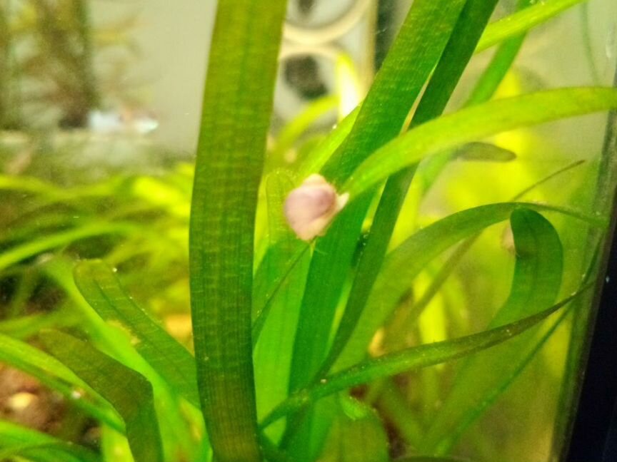 Отдам Валлиснерию мини, Роголистник, катушки