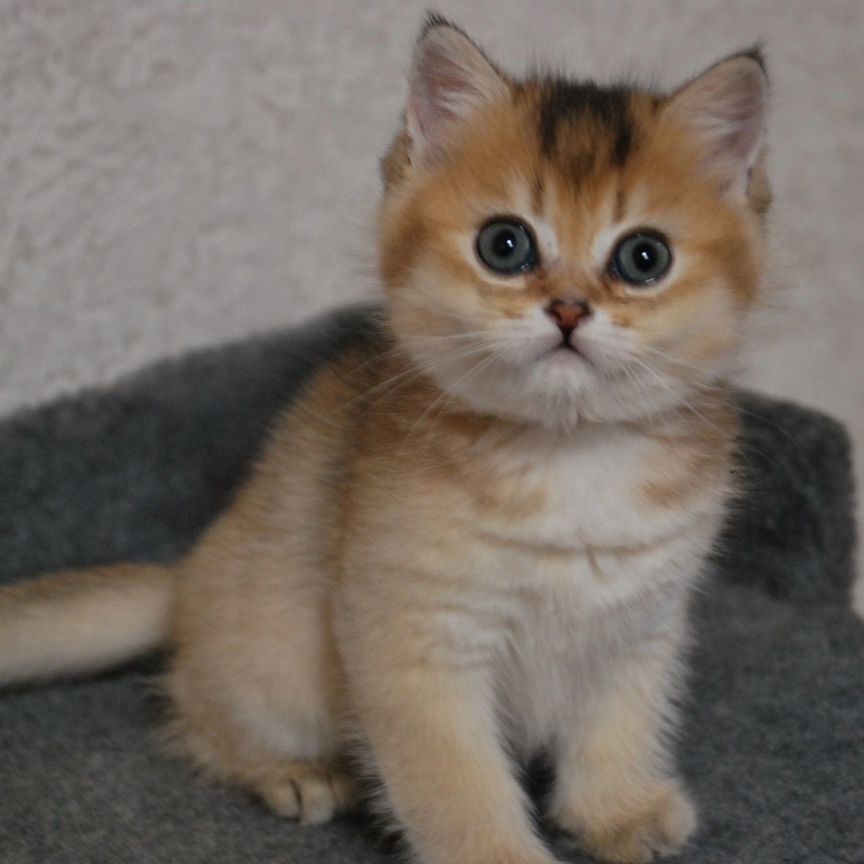 Британский котенок золотая шиншилла