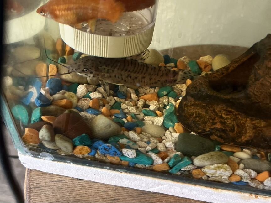 Аквариумные рыбки