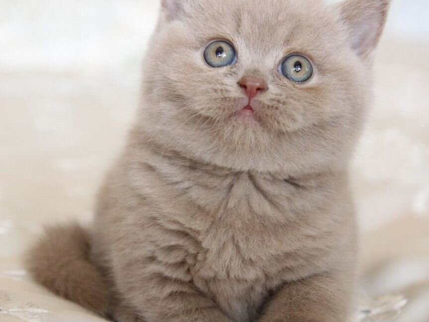 Бронирование британских котят