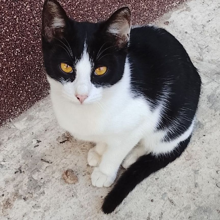 Котёнок в добрые руки