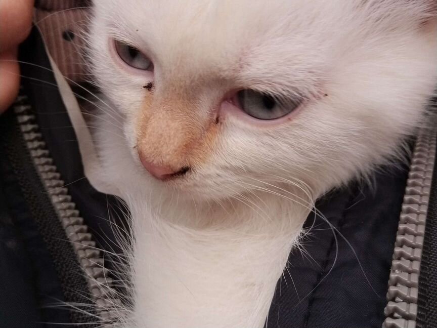 Котенок