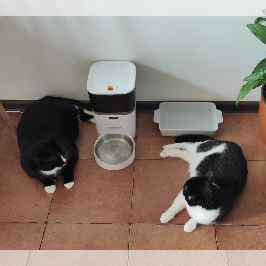 Автоматическая кормушка для кошек и собак