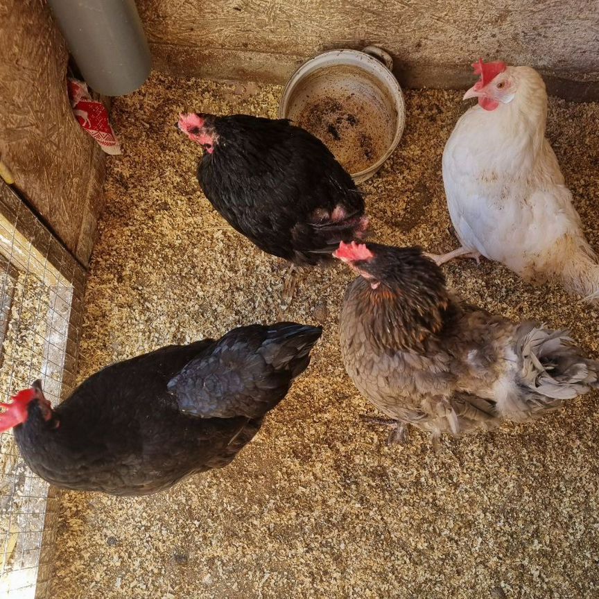 Продам куриц