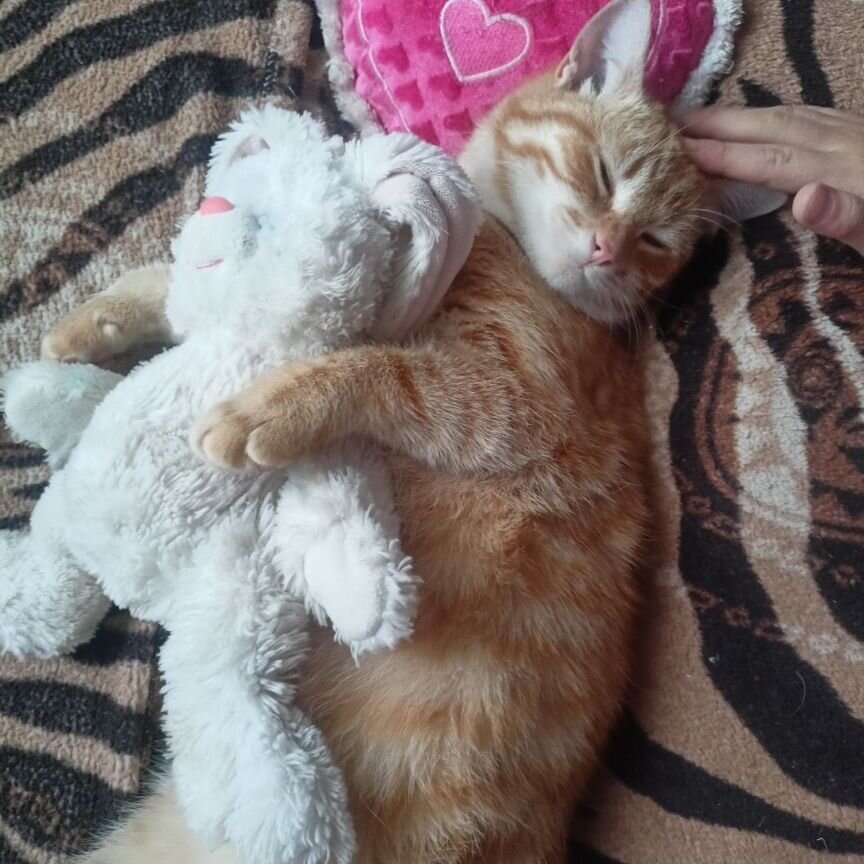 Кошки в добрые руки