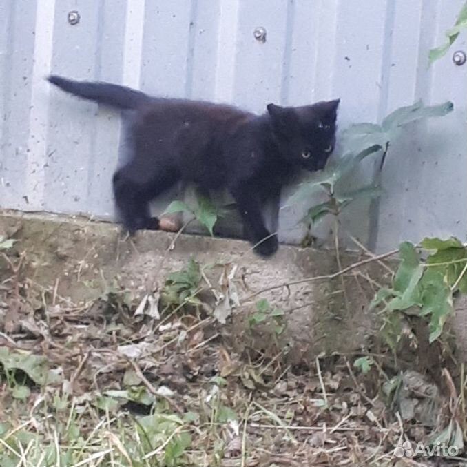 Отдам классных котят в добрые руки