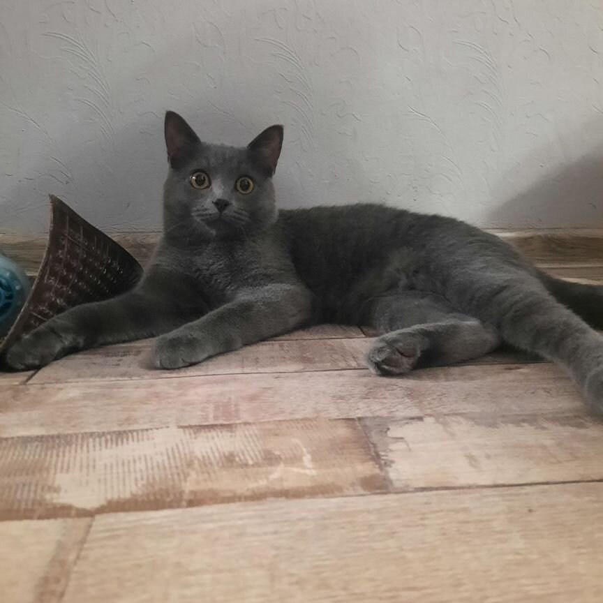 Котёнок