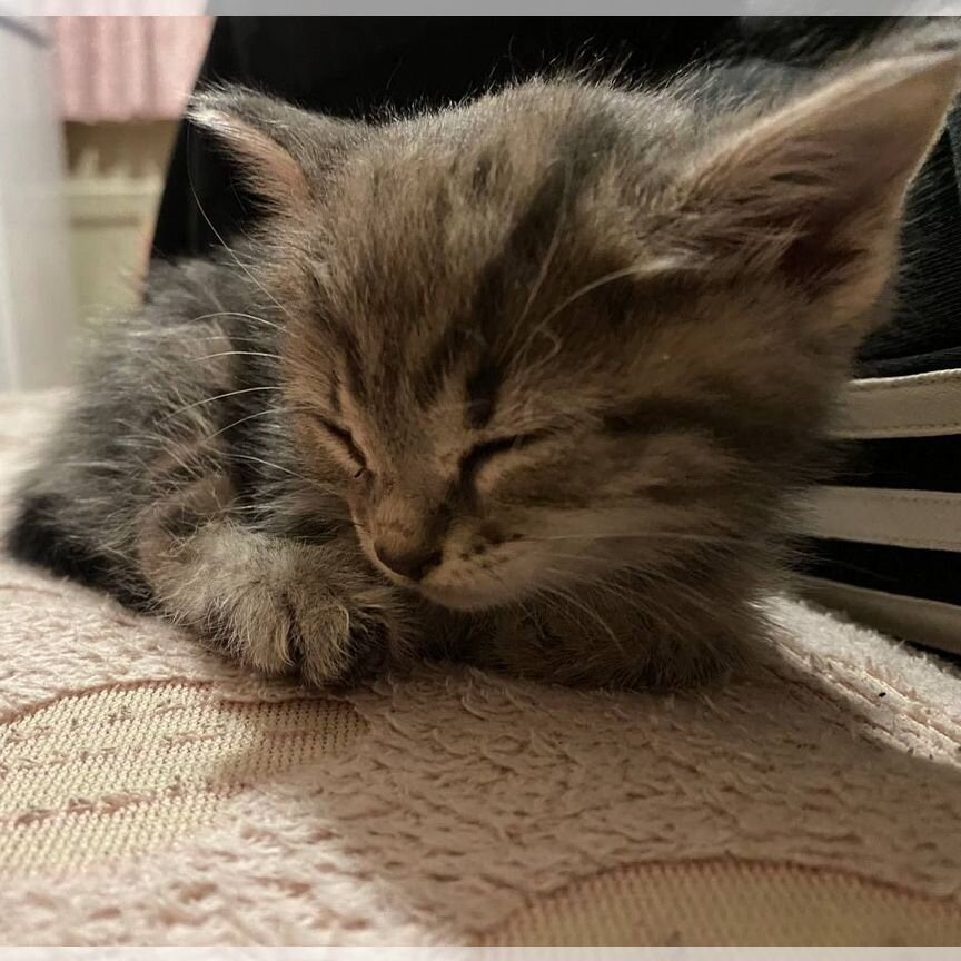 Котёнок в добрые руки
