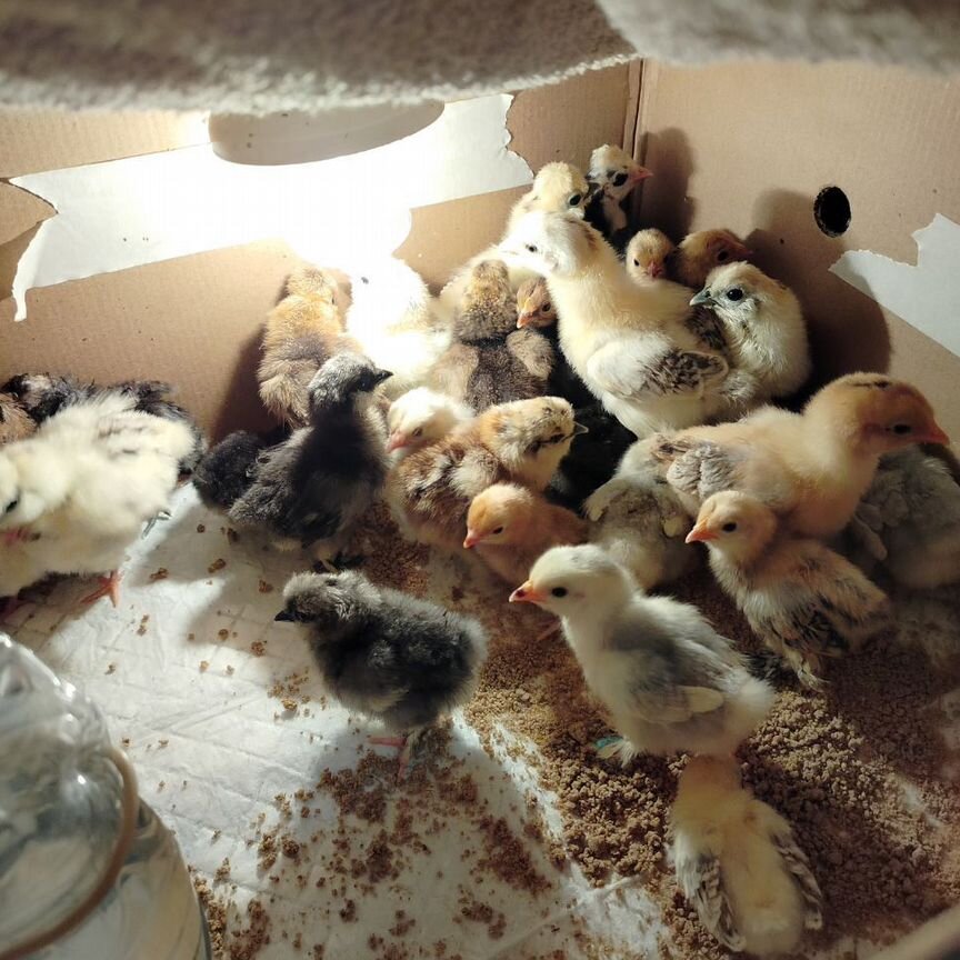 Цыплята породных кур