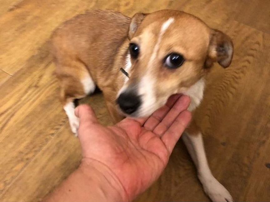 Маленький пёсик Персик ищет лучшую семью