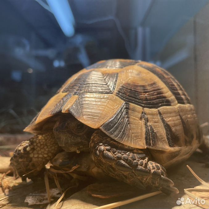 Черепаха сухопутная с террариумом