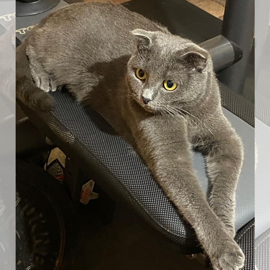 Вислоухая кошка бесплатно