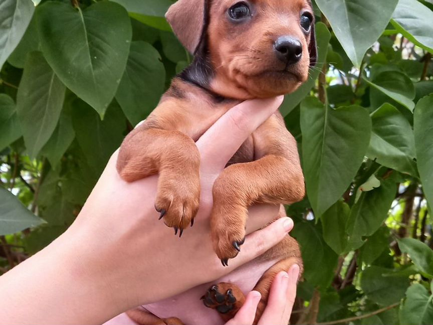 Цвергпинчеры рыжие