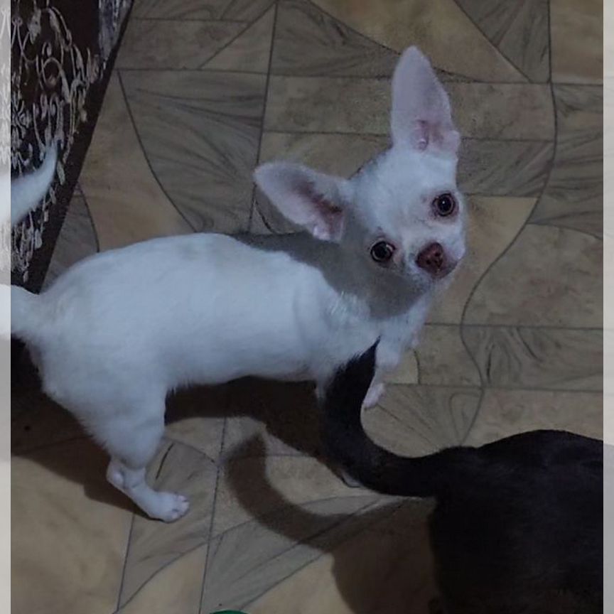 Чихуахуа, щенок