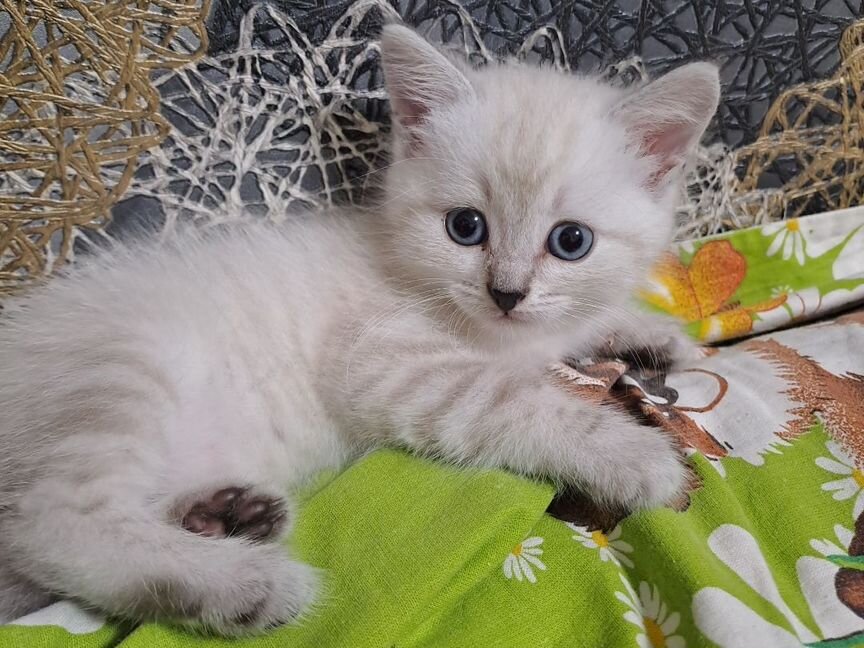 Шотландские и Британские котята