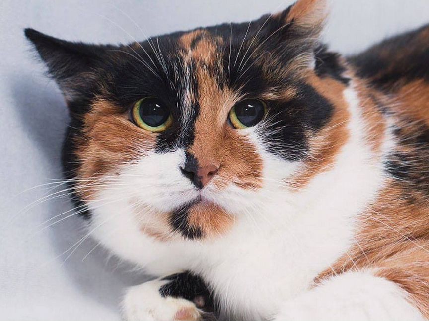 Кошечка Майя