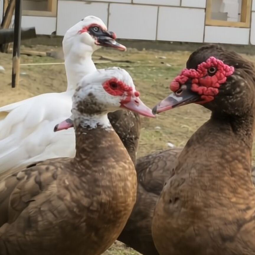 Индоутки тяжелой линии