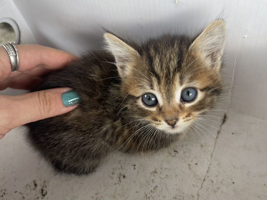 Отдам кошечку даром в хорошие руки