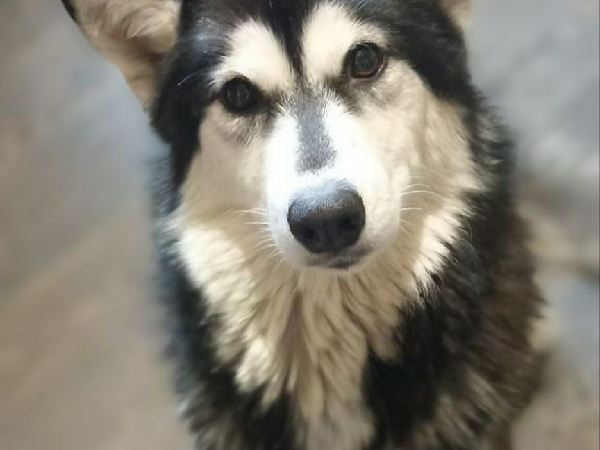 Щенки сибирской хаски помесь