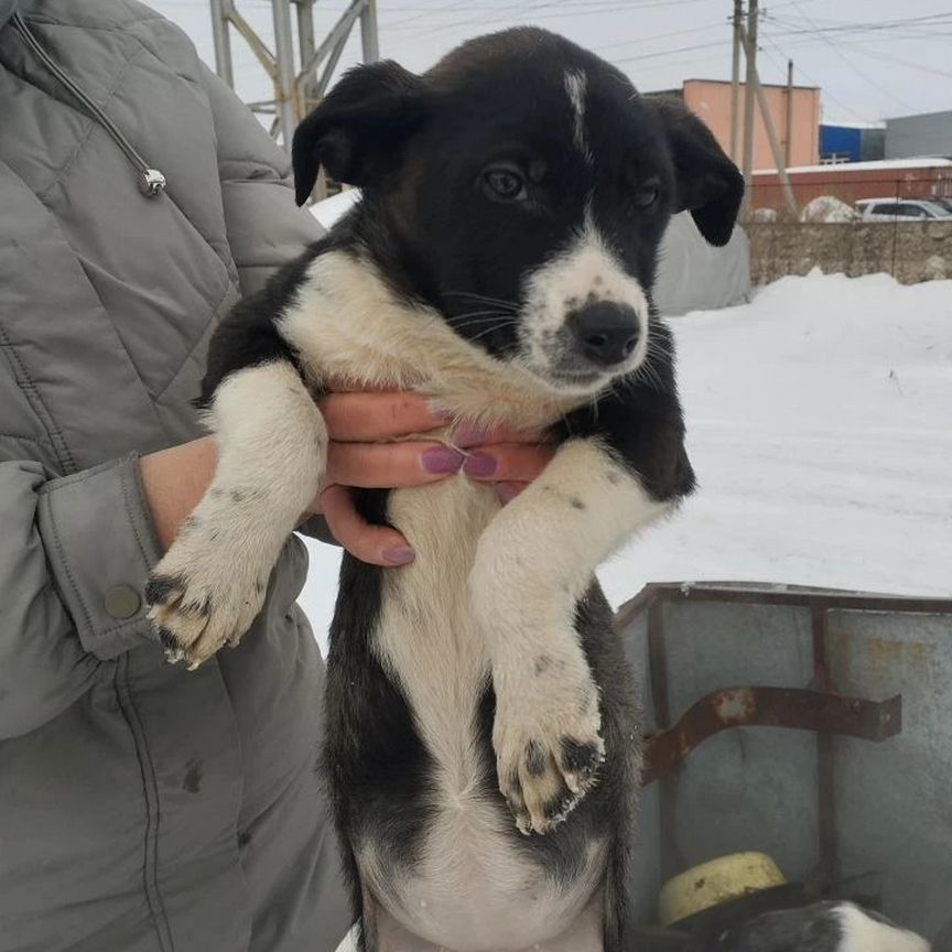 Щенок в добрые руки