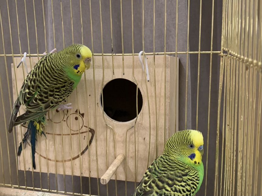 Волнистые попугаи пара