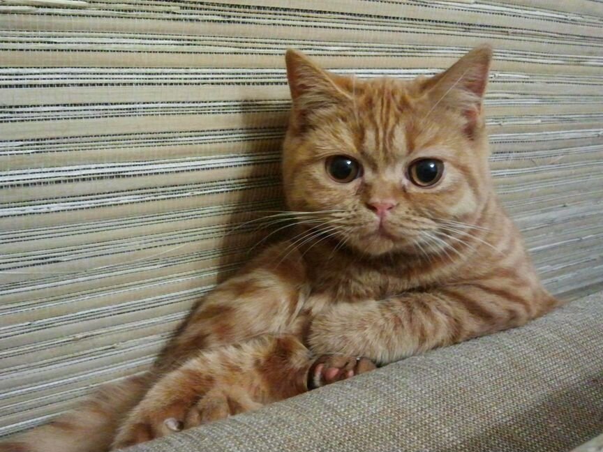 Стрижка кошек на дому