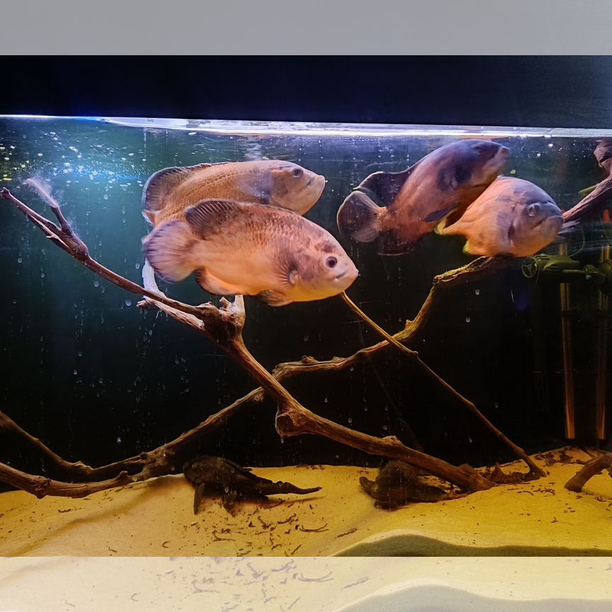 Цихлиды, астронотусы