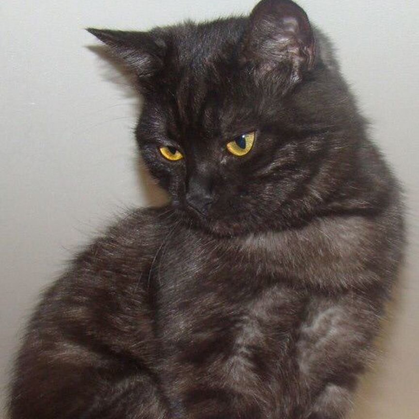 Котенок британец