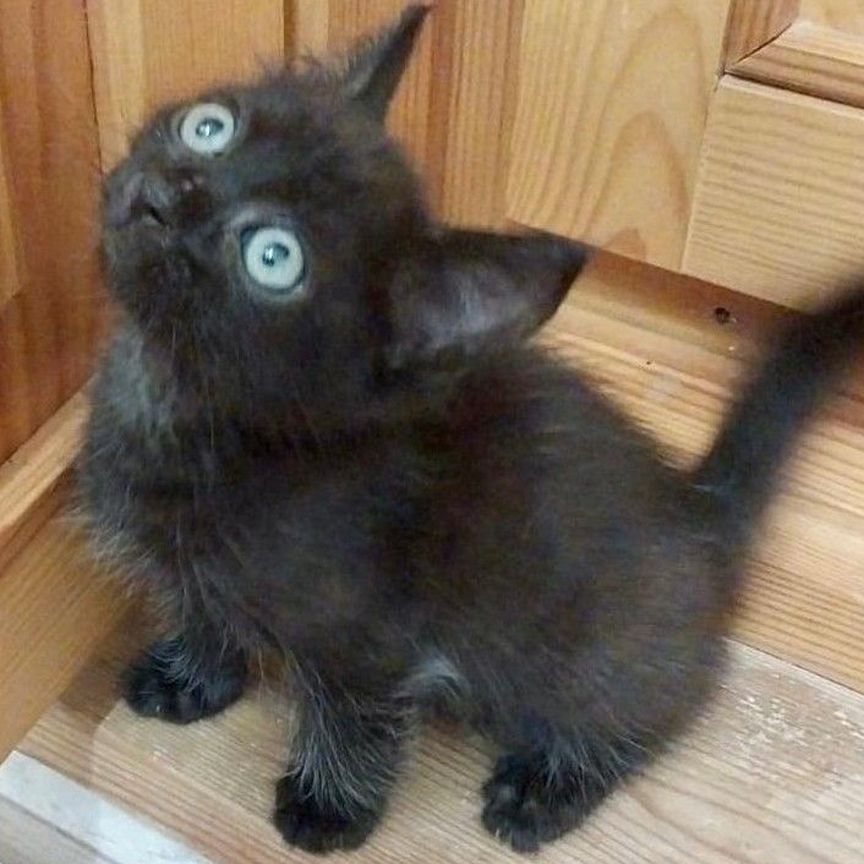 Котики в черном в добрые руки (2 мес.)