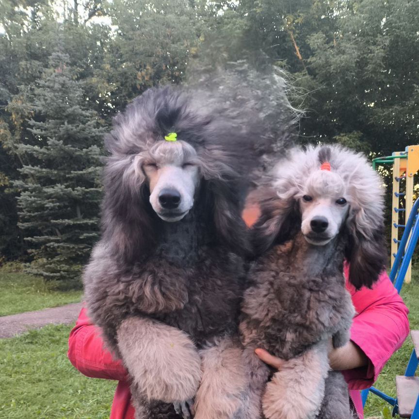 Серебристое чудо