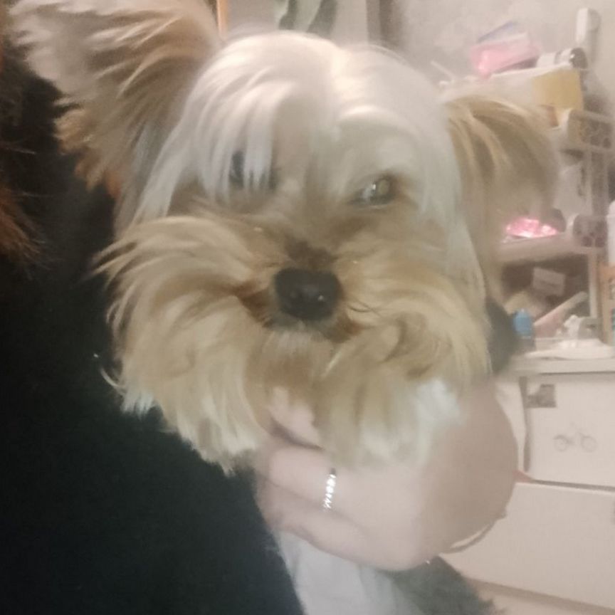 Йоркширский терьер, щенок