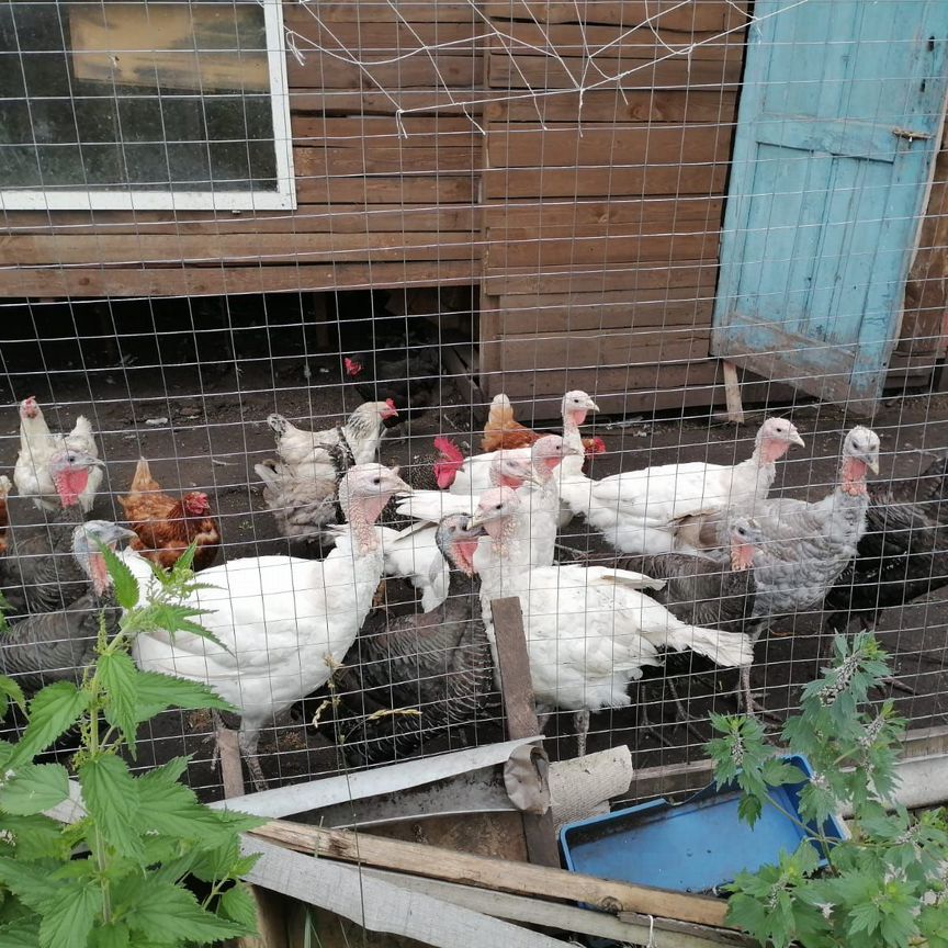 Индюки 6 месяцев