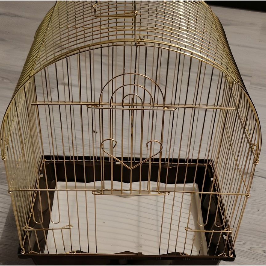 Волнистый попугай