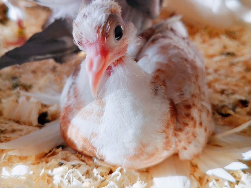Птенец голубя Люмус (открыт для брони)
