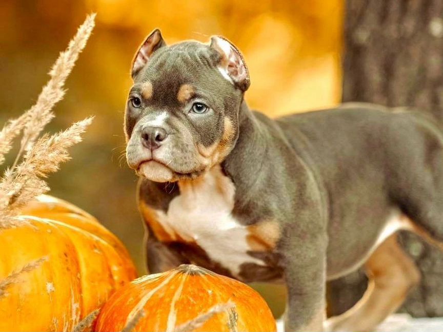 Щенок американский булли,голубой триколор, мальчик