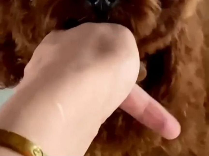 Той-пудель Живое Счастье