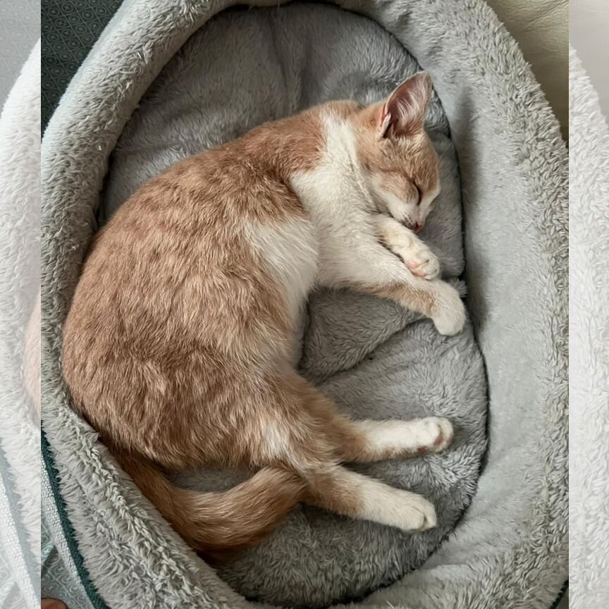 Котёнок в добрые руки