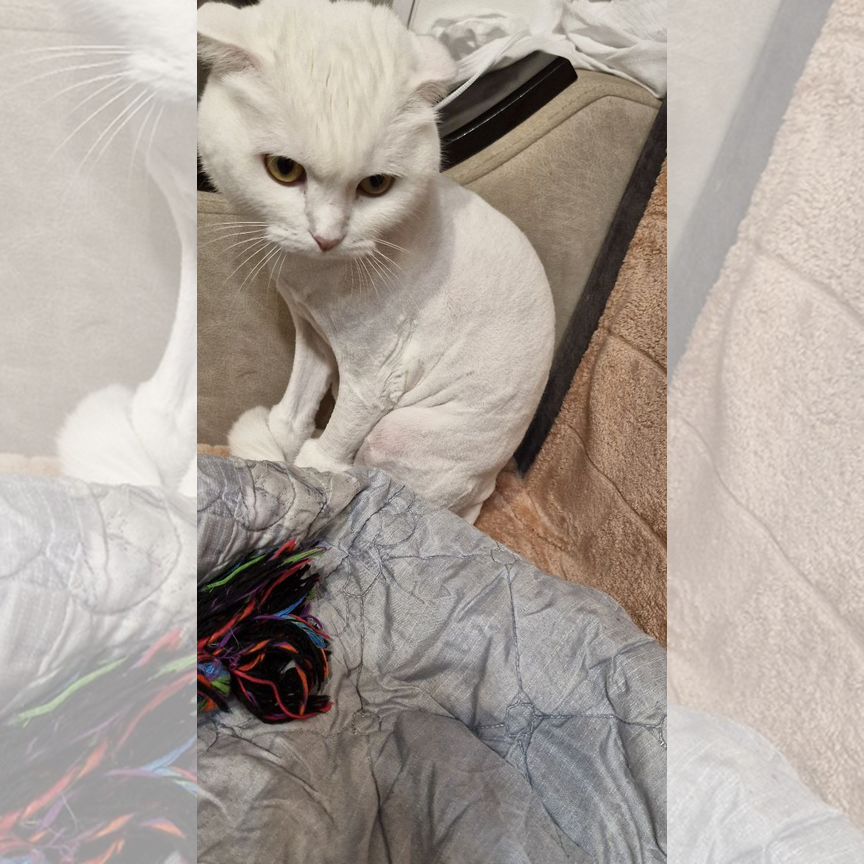 Британская короткошёрстная, взрослая кошка