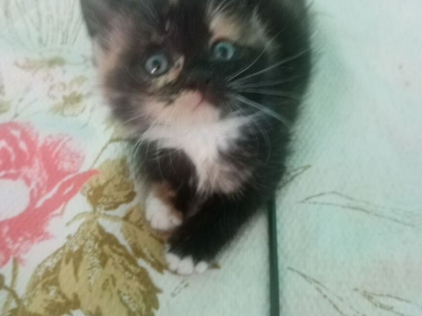 Котенок в добрые руки