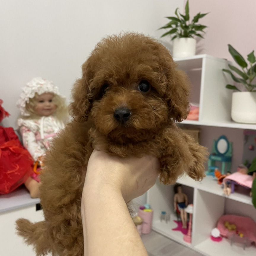 Девочка Тикап Пуделя RedBrown