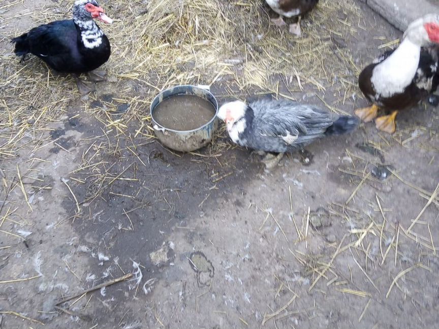 Утки шипуны