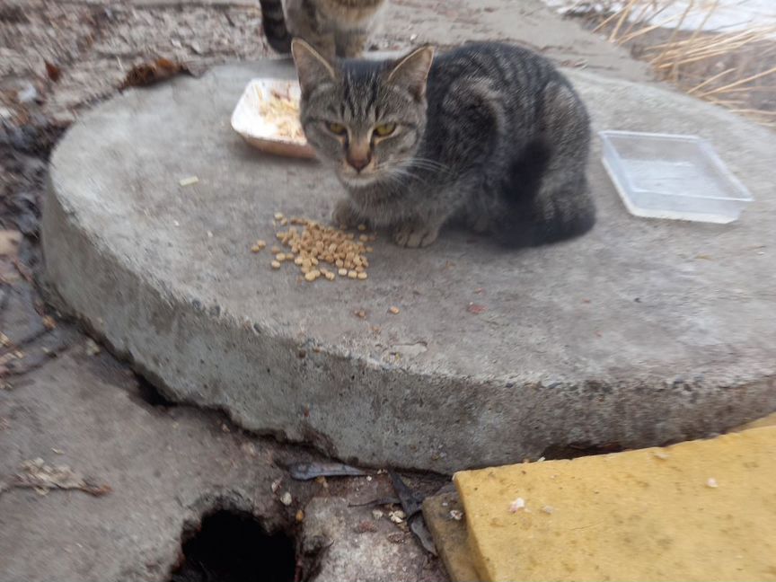 Кошечка в добрые руки