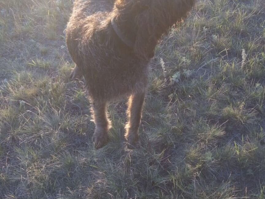 Охотничья собака