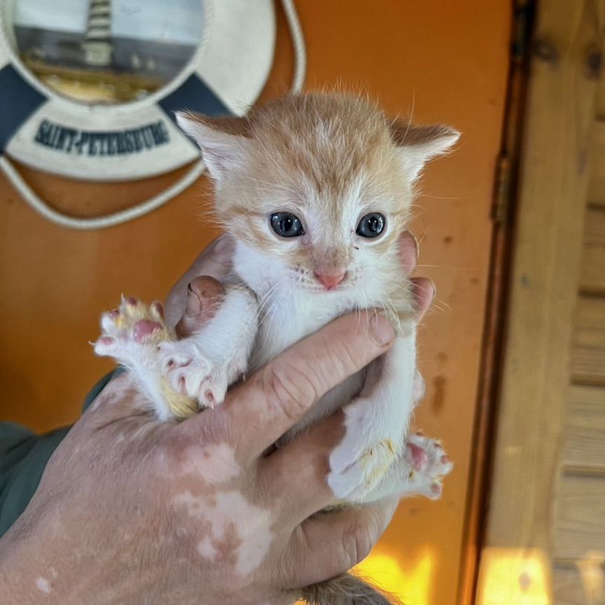 Котёнок в добрые руки
