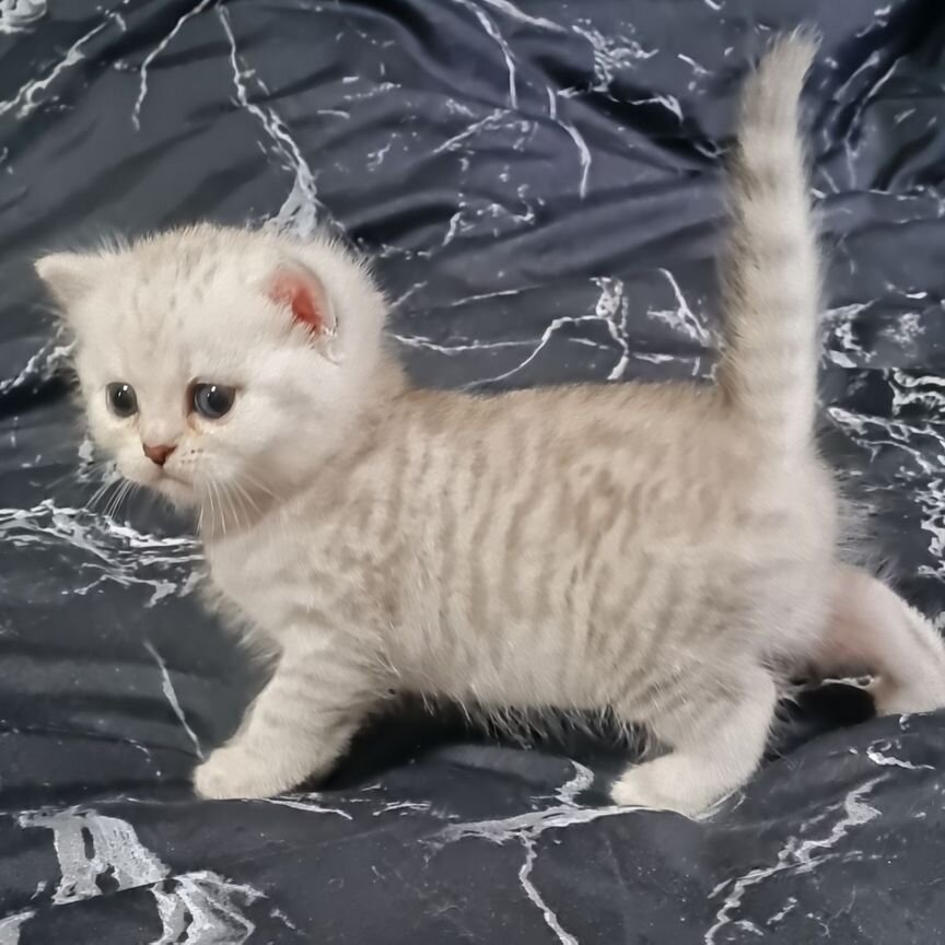 Шотландская серебристая кошечка