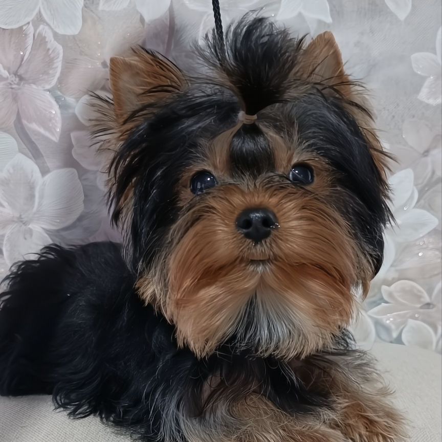 Йоркширский терьер, щенок