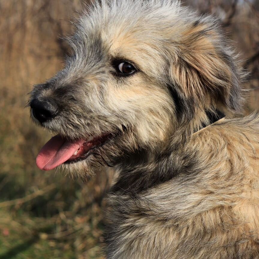 Собака в добрые руки